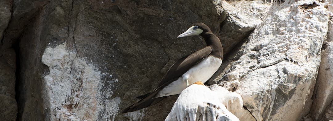 Did You Know Cabo Verde Is a Paradise for Birdwatching?